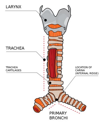 Jelaskan Struktur dan Fungsi Trakea – Fiqihislam